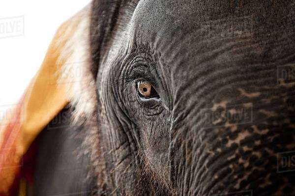 Close up of the eye of an elephant - Royalty-free Stock Photo | Dissolve