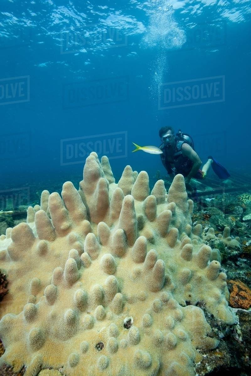 Diver on Coral Reef - Royalty-free Stock Photo | Dissolve