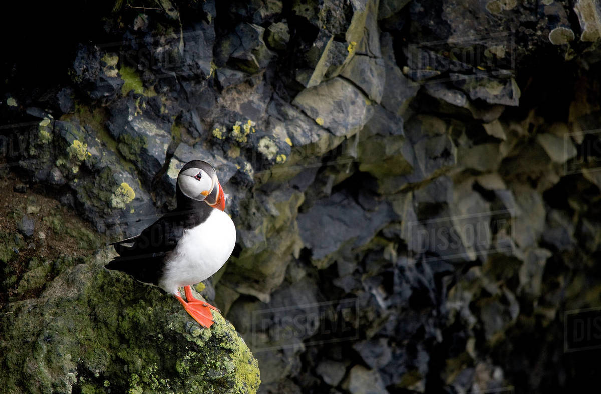Atlantic puffin perching on rock, Dyrholaey, Iceland - Royalty-free ...
