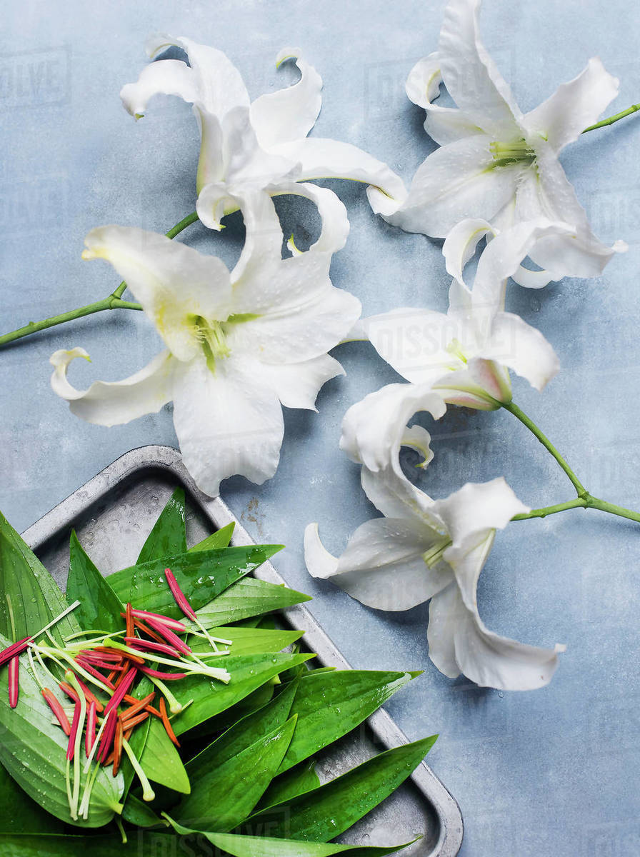 Studio shot of white lilies with cut stamens - Royalty-free Stock Photo ...