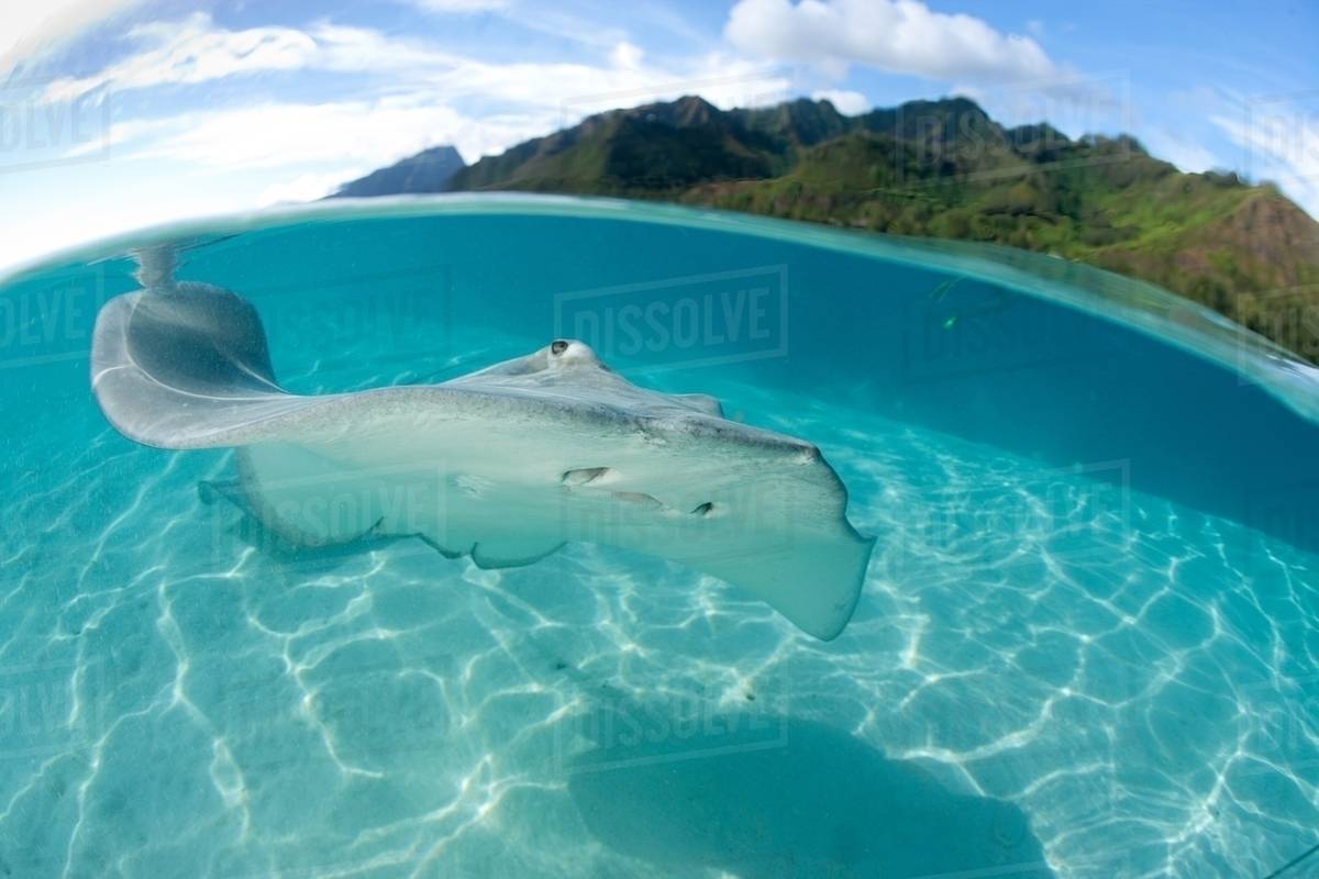 Over/under of stingray - Royalty-free Stock Photo | Dissolve