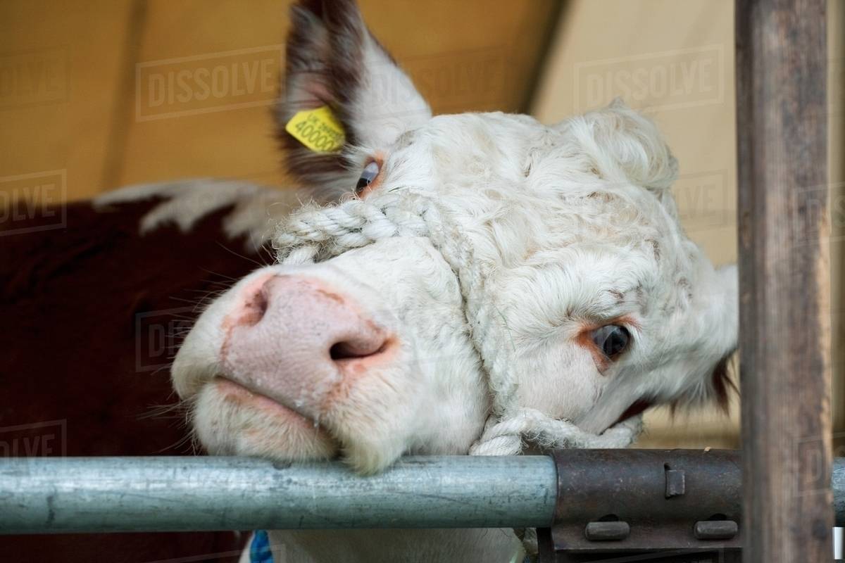 Herefordshire bull, close up - Stock Photo - Dissolve