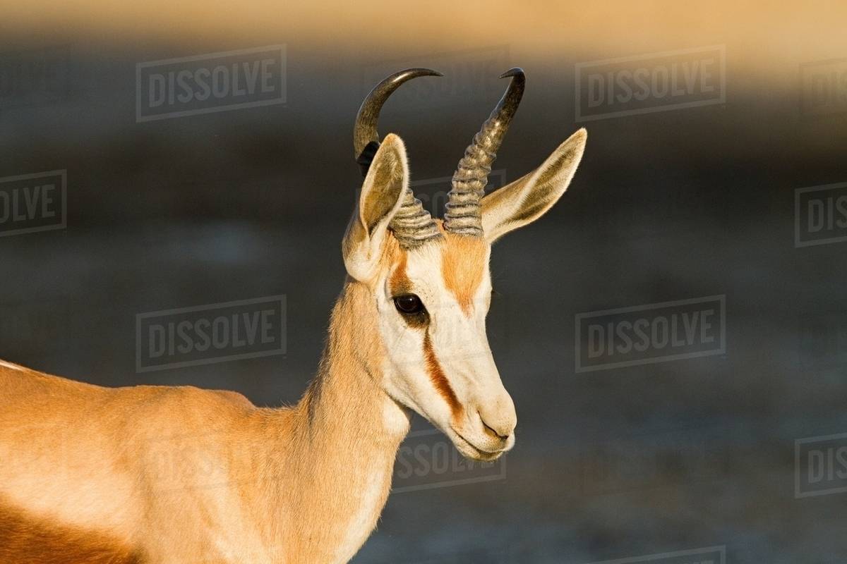 Springbok, portrait - Stock Photo - Dissolve