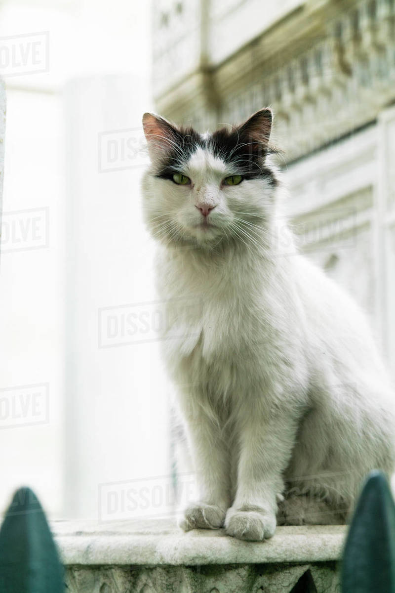 Turkey, Istanbul, Cat sitting on balustrade - Stock Photo - Dissolve