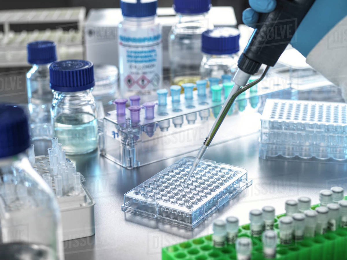 Scientist pipetting samples from clinical trail into multi well ...