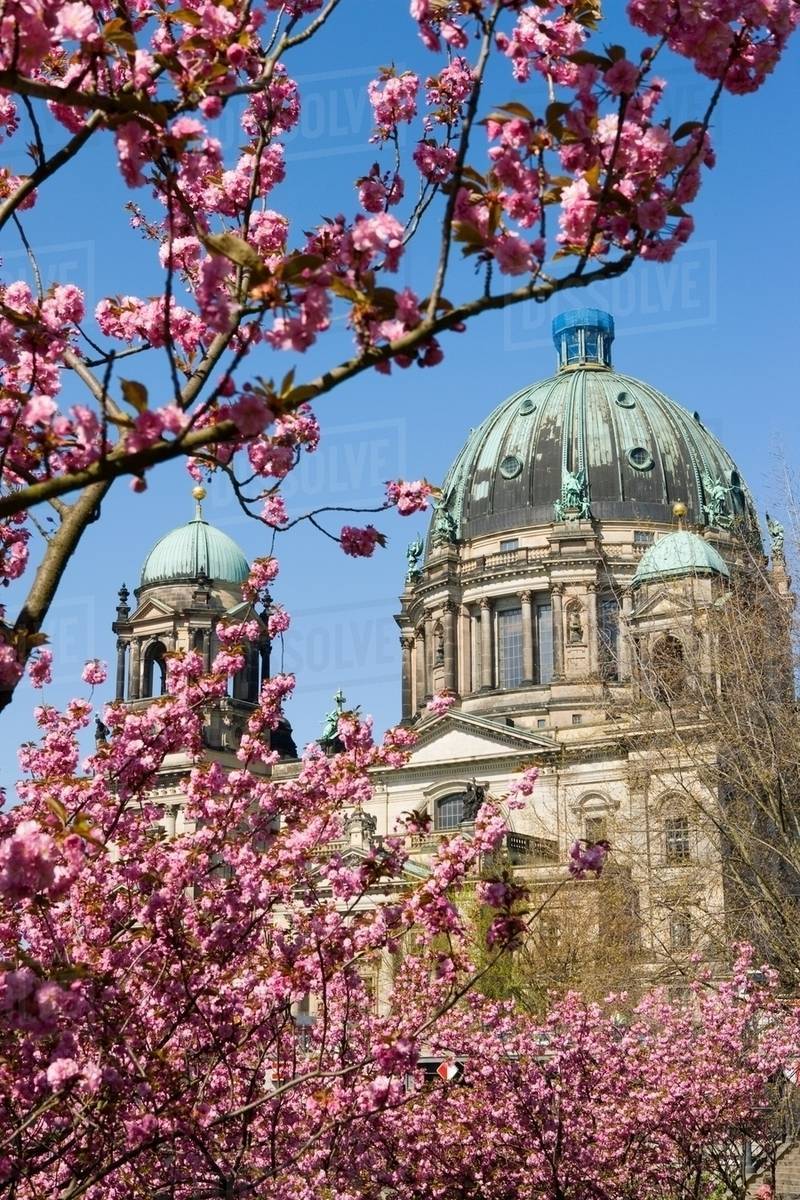 Pink blossom and Berliner Dom, Berlin, Germany - Stock Photo - Dissolve