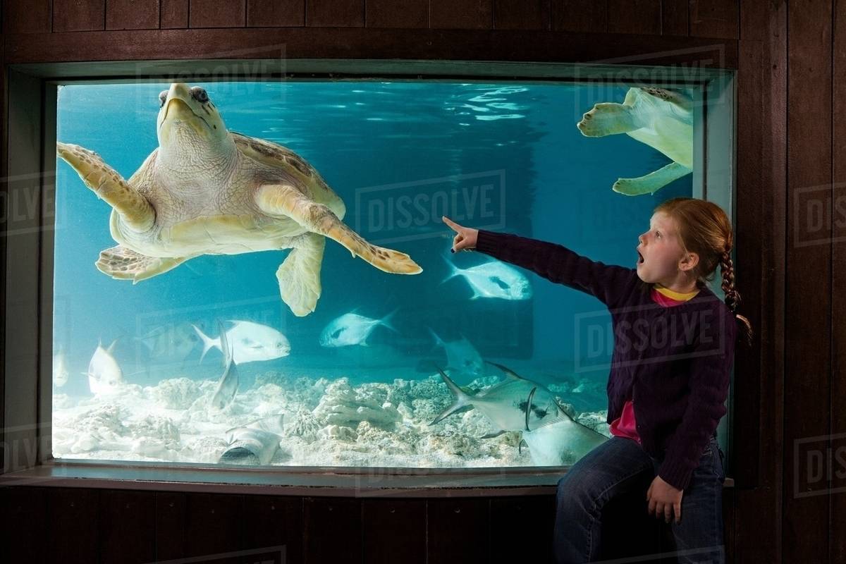 Girl pointing at sea turtle in aquarium - Royalty-free Stock Photo ...