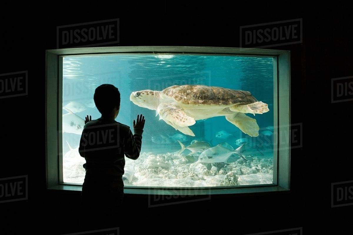 Boy watching sea turtle in aquarium - Stock Photo - Dissolve
