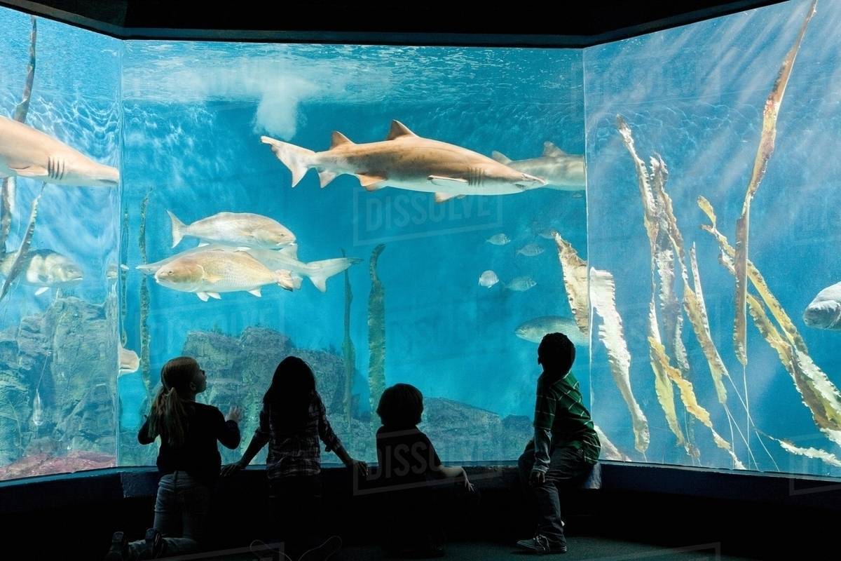 Children watching fish in aquarium - Royalty-free Stock Photo | Dissolve
