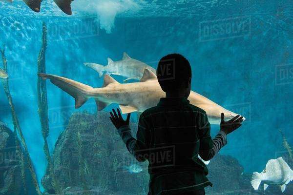Boy watching sharks in aquarium - Stock Photo - Dissolve
