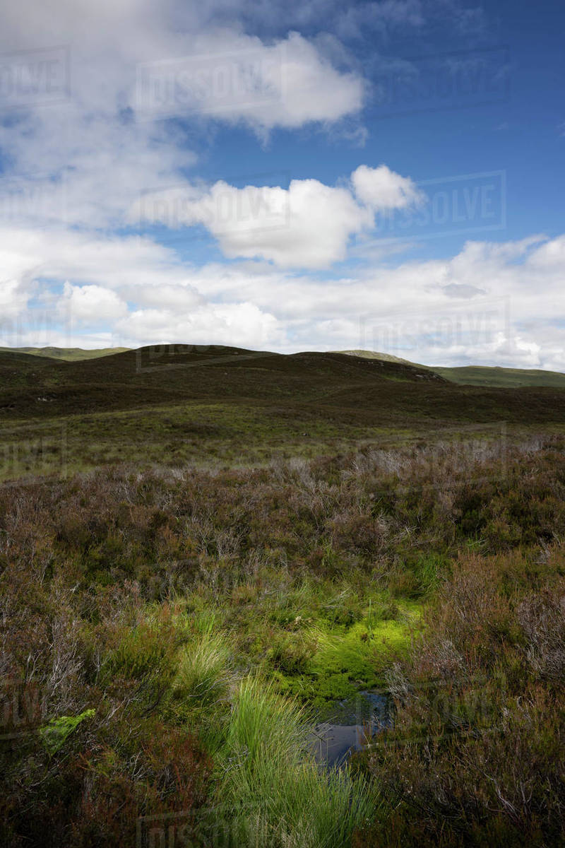 UK, Scotland, Bushes growing in hilly landscape - Stock Photo - Dissolve