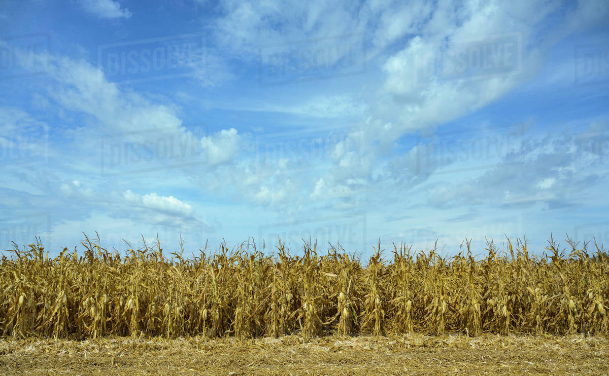 Dried corn field after drought - Stock Photo - Dissolve
