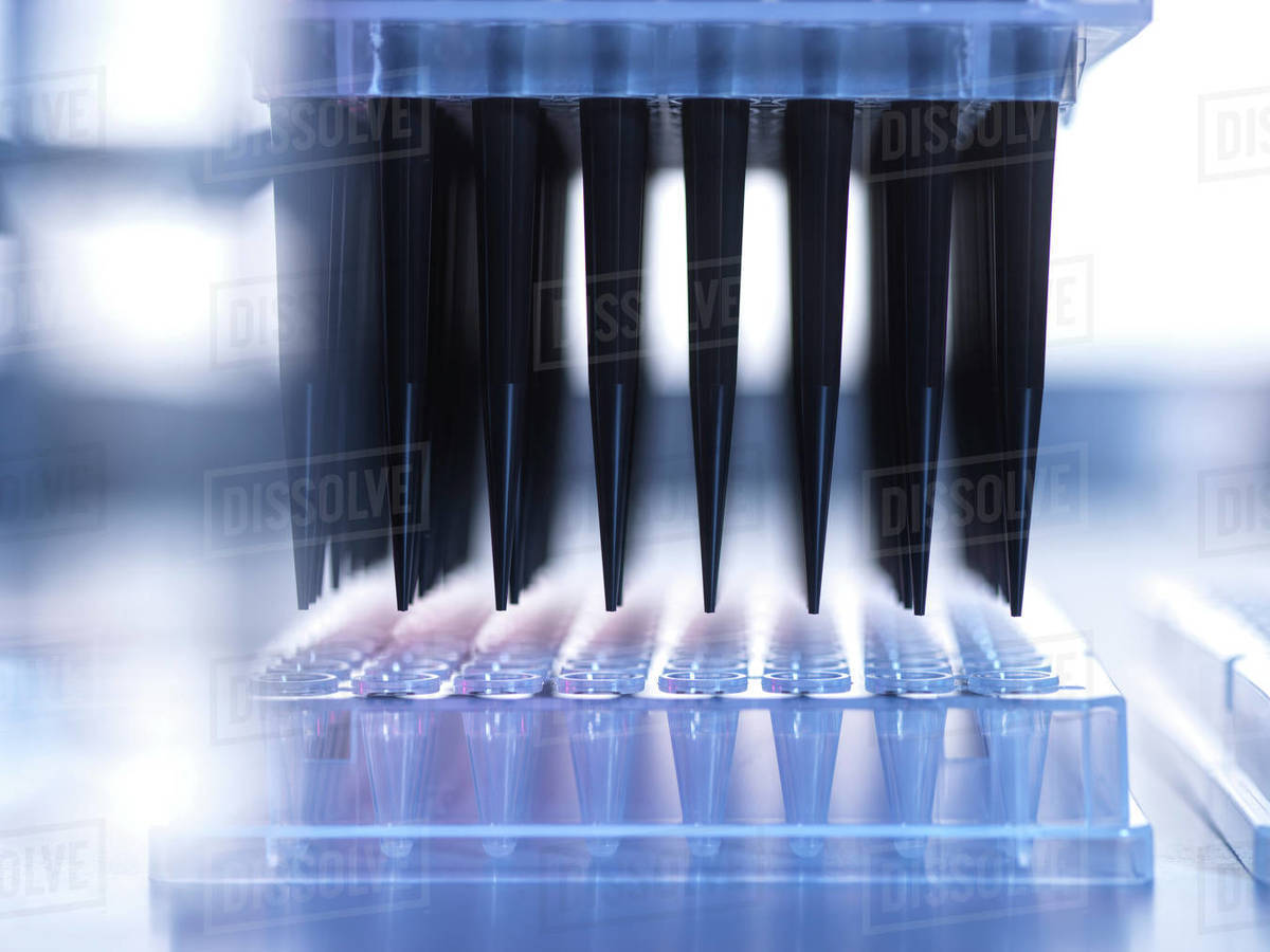 Samples being pipetted into micro plates during automated analysis in ...