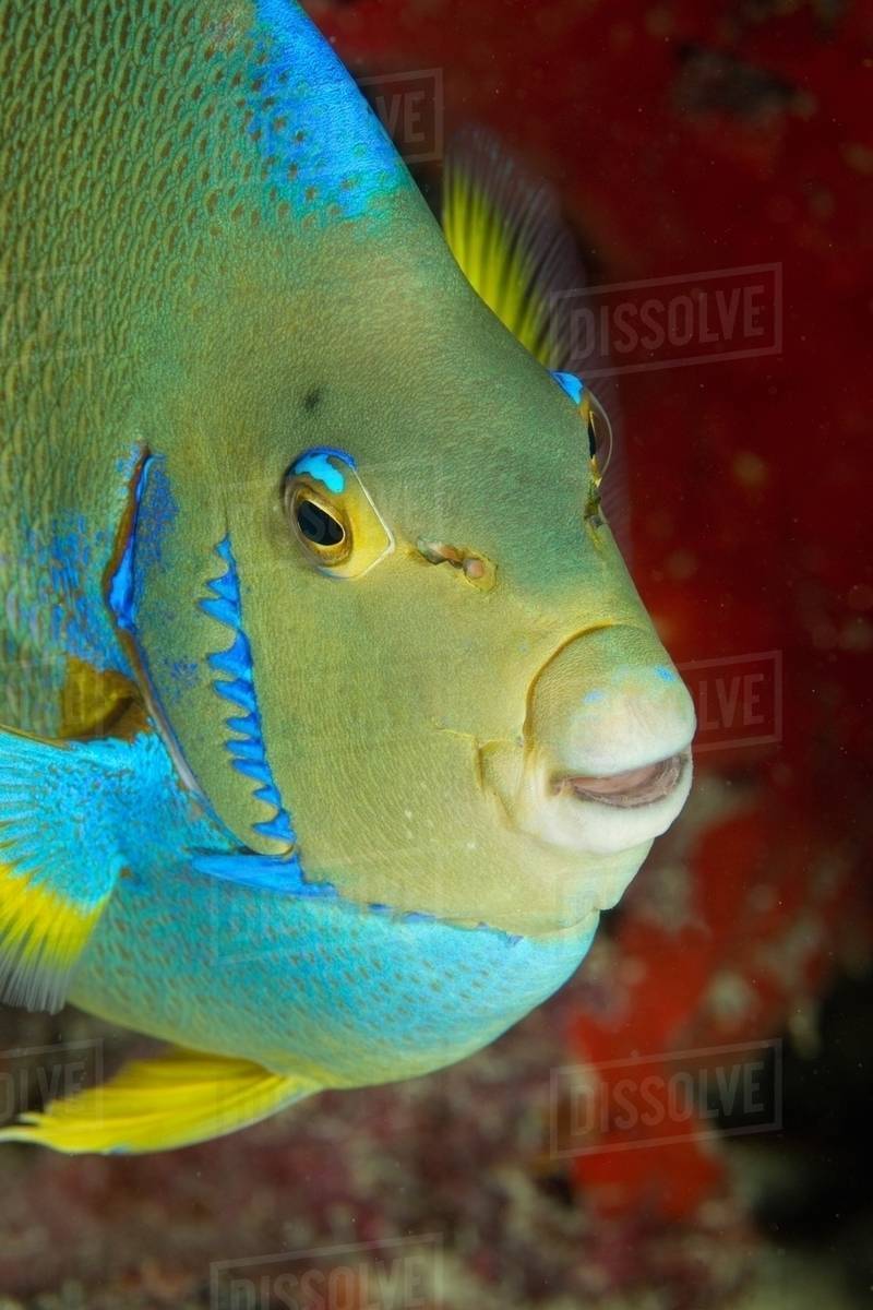 Townsend Angelfish, Florida - Royalty-free Stock Photo | Dissolve