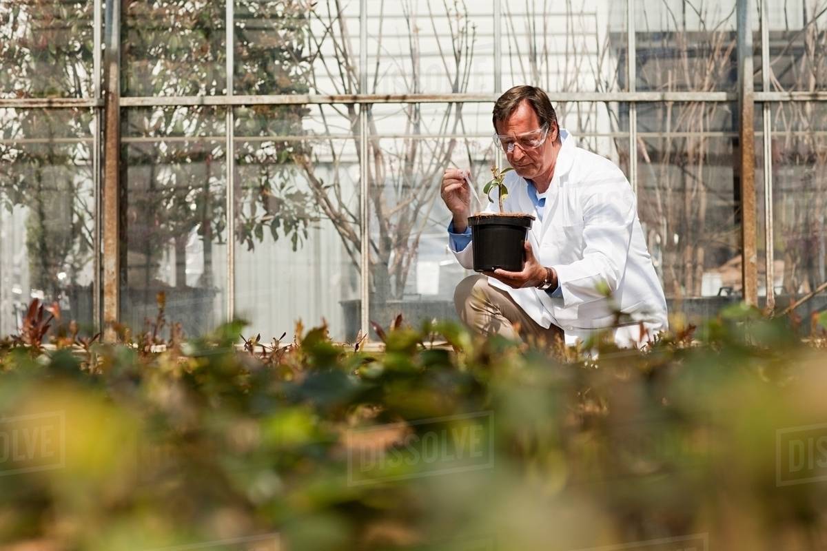 Man inspecting plants in nursery - Royalty-free Stock Photo | Dissolve