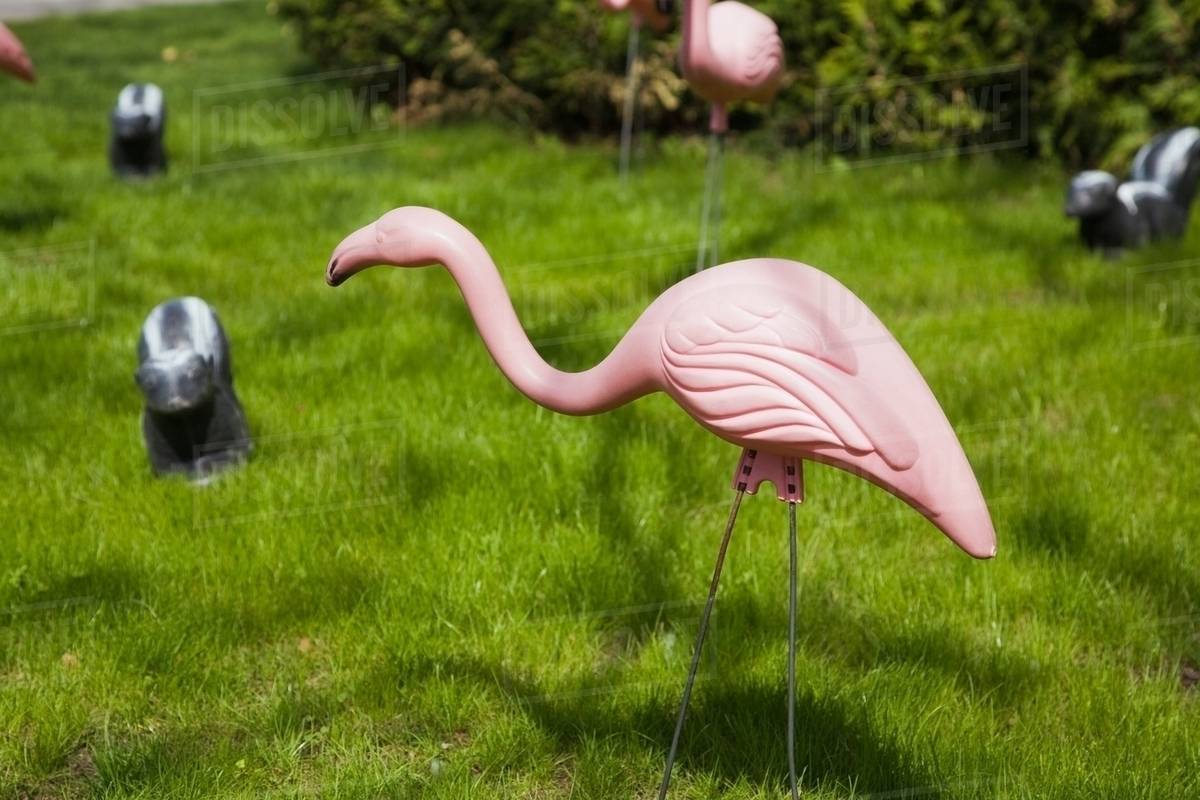 Plastic flamingo on lawn - Stock Photo - Dissolve