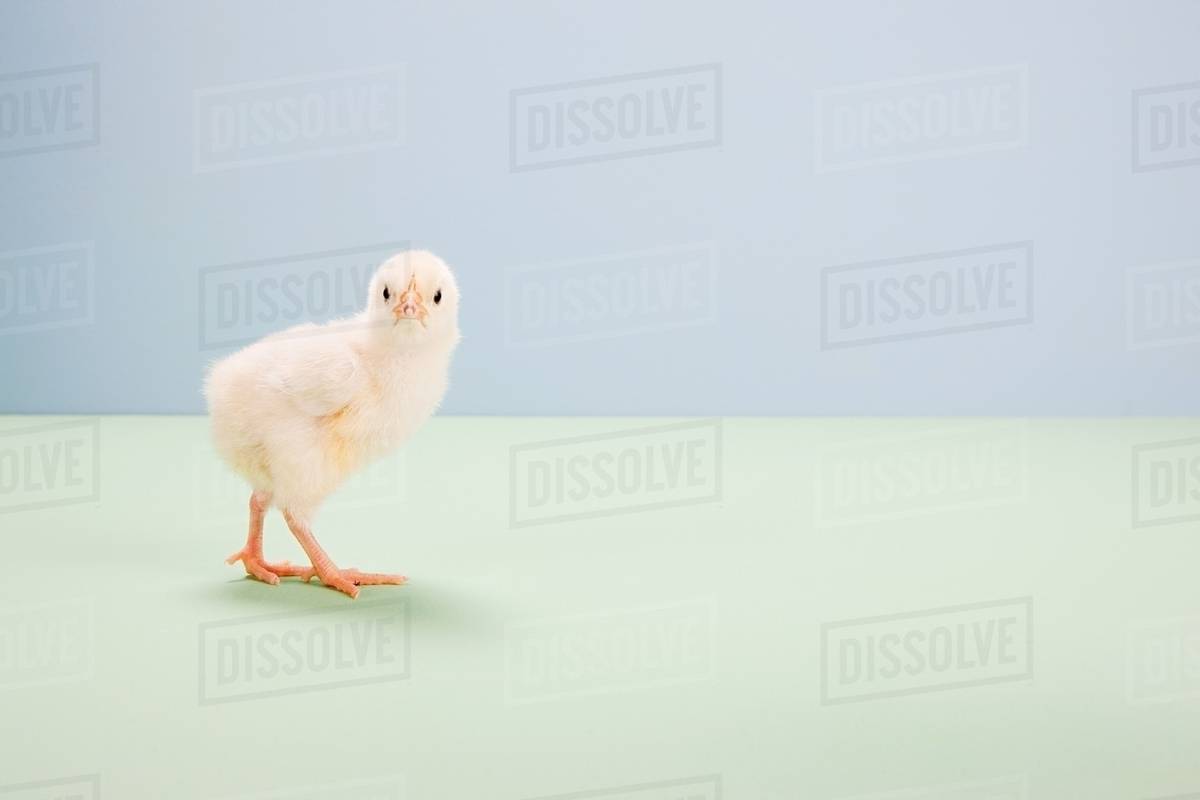 Chick standing with in studio - Stock Photo - Dissolve