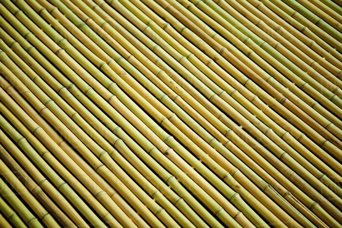 Rows of bamboo wood - Stock Photo - Dissolve