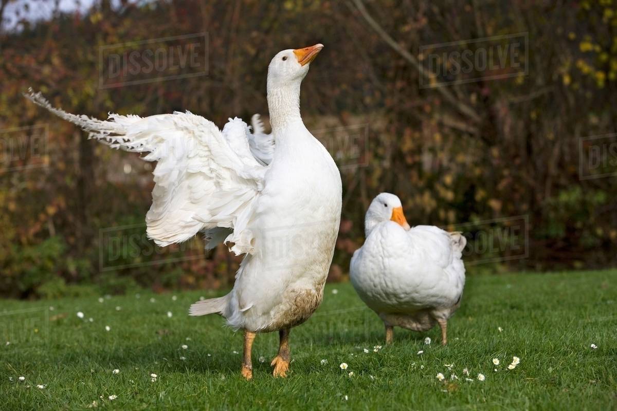 Two geese in field - Royalty-free Stock Photo | Dissolve