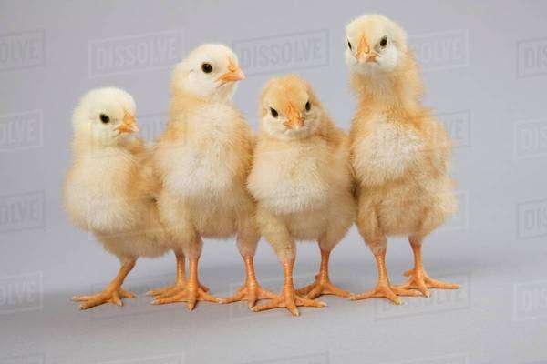 Four chicks front view, studio shot - Royalty-free Stock Photo | Dissolve