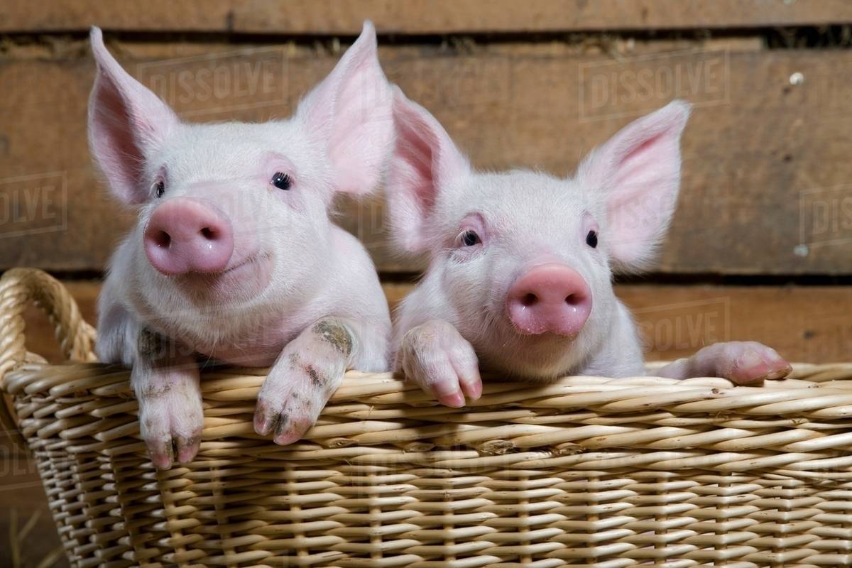 Two piglets in basket, close up - Royalty-free Stock Photo | Dissolve