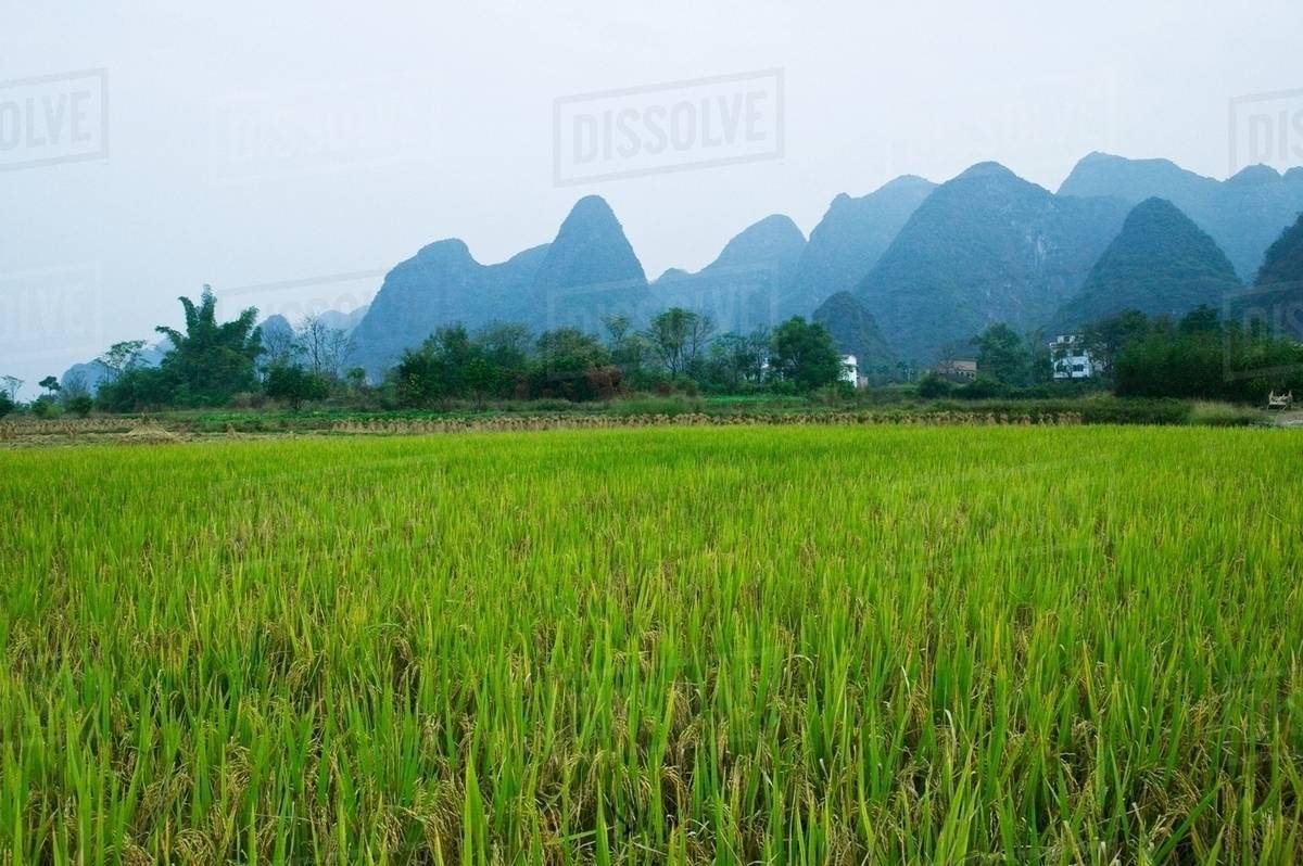 Rice field and limestone peaks yangshuo - Stock Photo - Dissolve