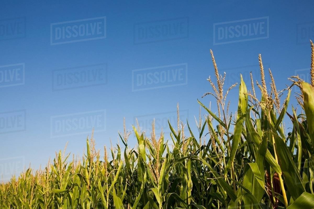 Corn field - Royalty-free Stock Photo | Dissolve