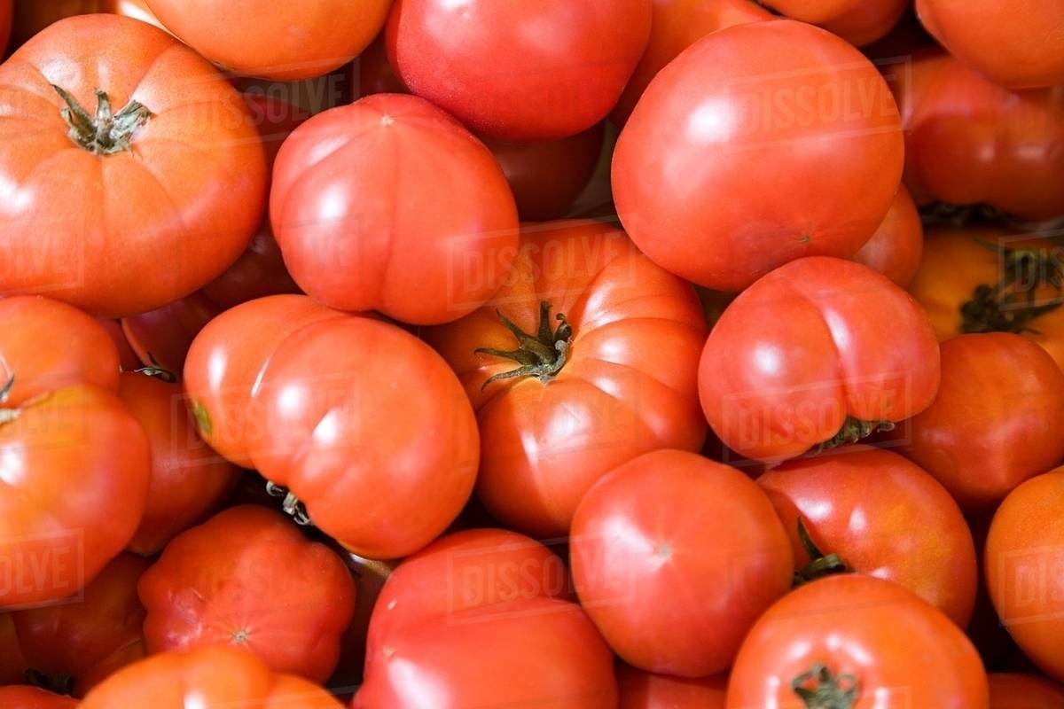 Tomatoes - Royalty-free Stock Photo | Dissolve