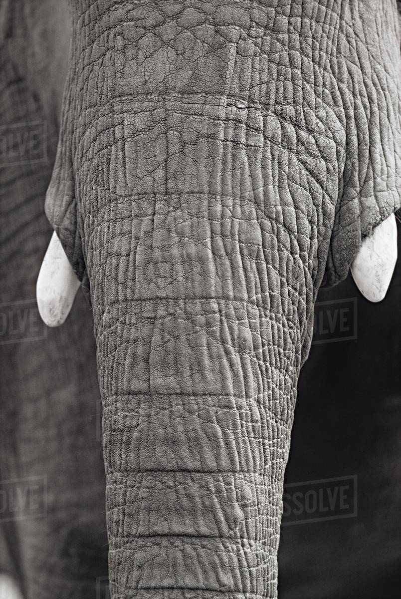Close up of an elephants trunk - Royalty-free Stock Photo | Dissolve