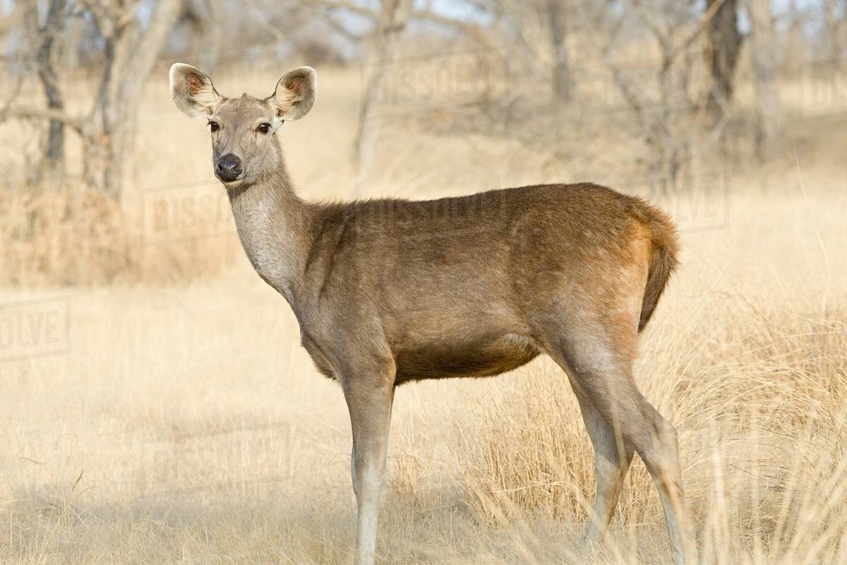 A wild sambar deer - Royalty-free Stock Photo | Dissolve