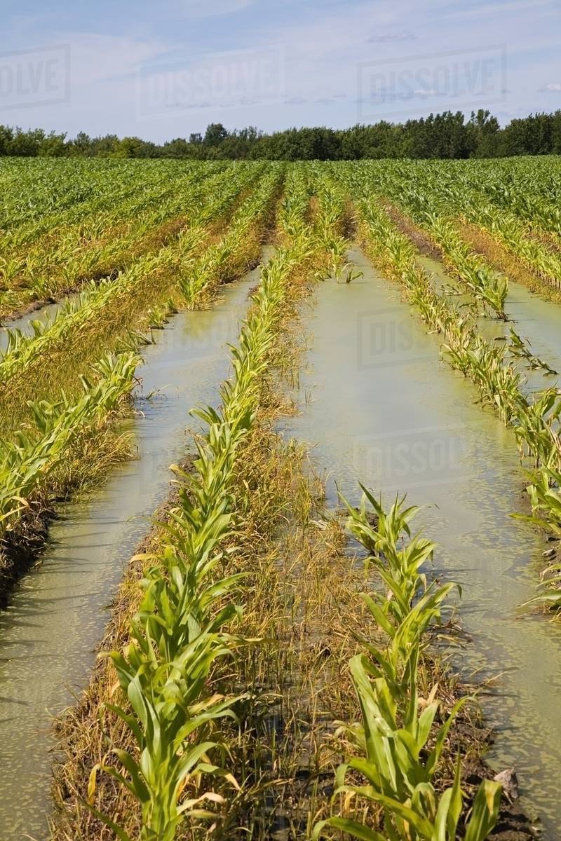 Flooded corn field - Stock Photo - Dissolve