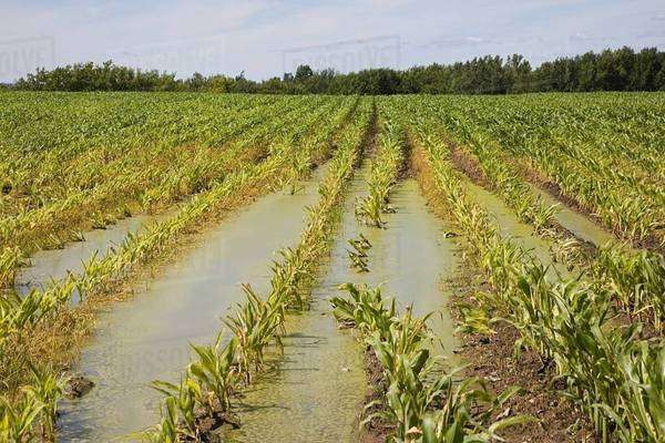 Flooded corn field - Stock Photo - Dissolve
