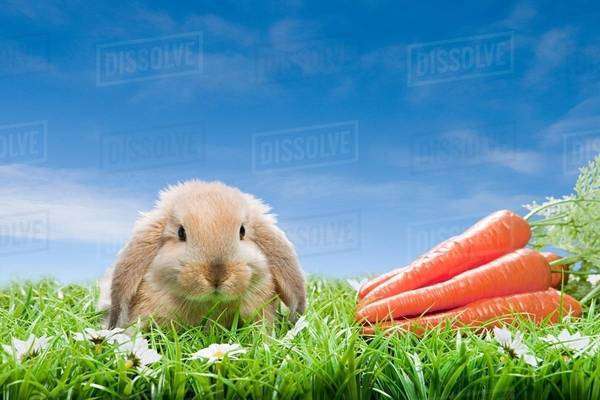 Rabbit with carrots - Stock Photo - Dissolve