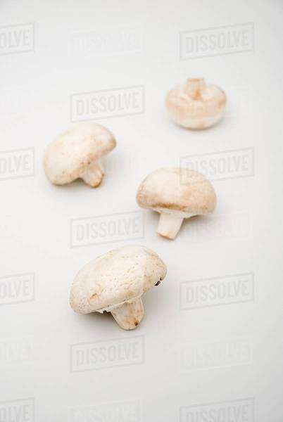 Four mushrooms - Royalty-free Stock Photo | Dissolve