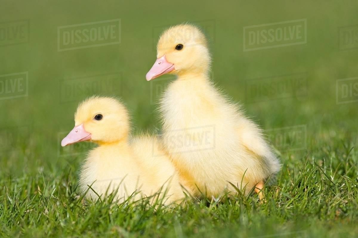 Two ducklings on grass - Royalty-free Stock Photo | Dissolve