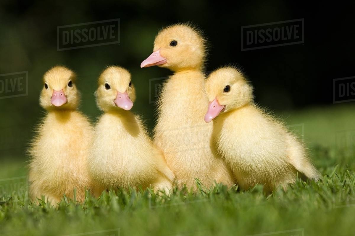 Four ducklings on grass - Royalty-free Stock Photo | Dissolve