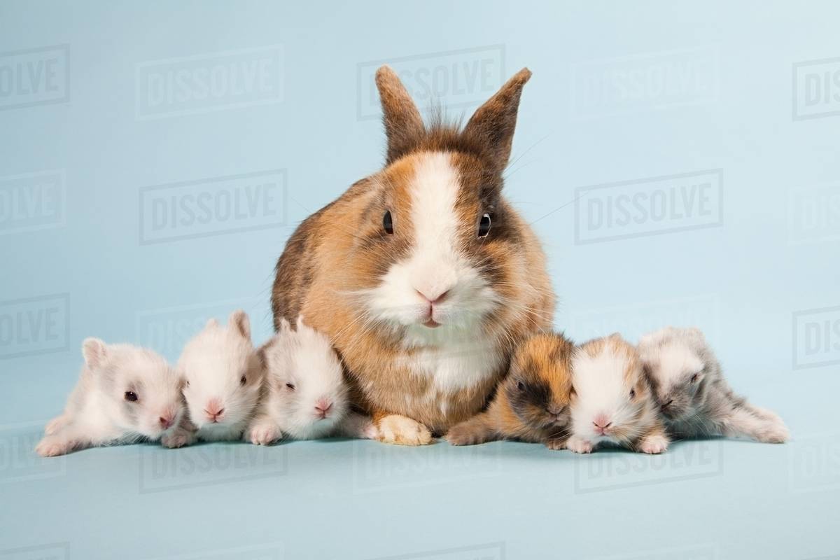Seven rabbits, studio shot - Stock Photo - Dissolve