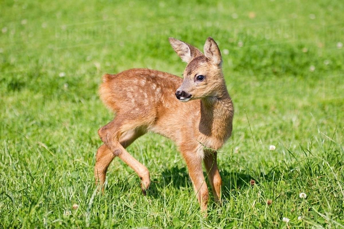 Cute fawn standing on grass - Royalty-free Stock Photo | Dissolve
