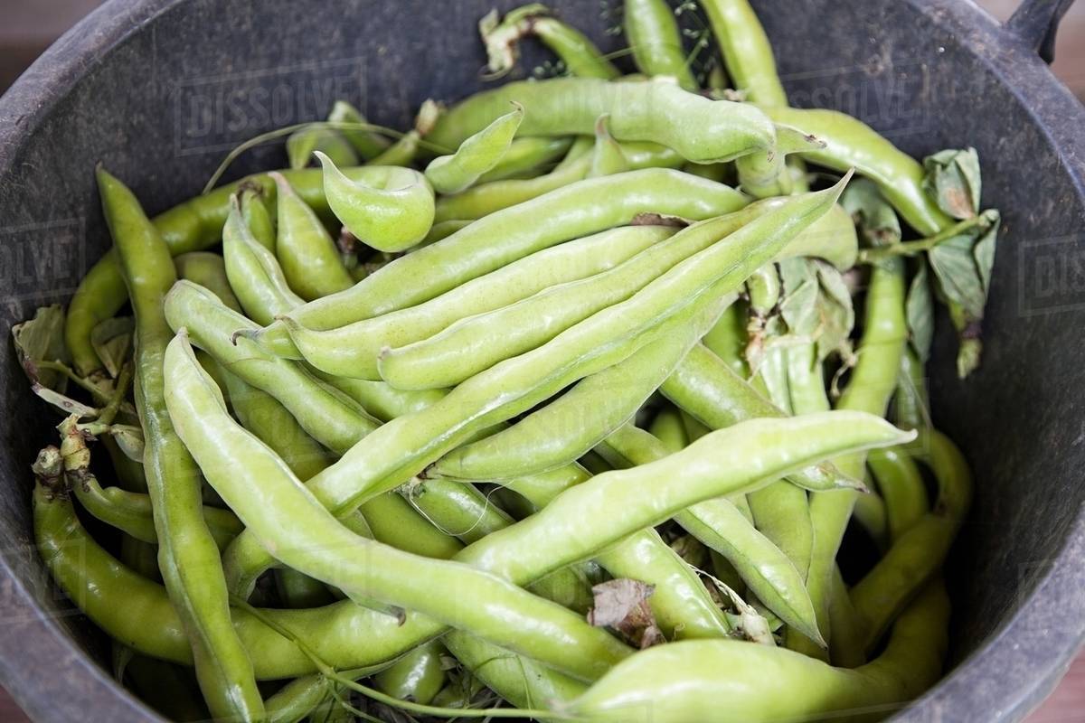 Bucket of fresh broad beans - Royalty-free Stock Photo | Dissolve