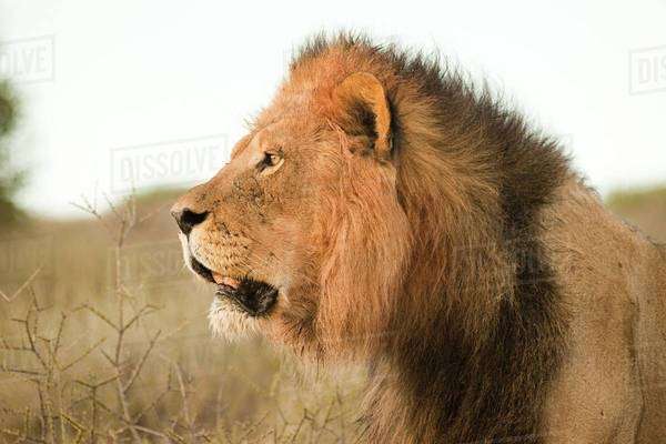 Male lion, head shot - Royalty-free Stock Photo | Dissolve