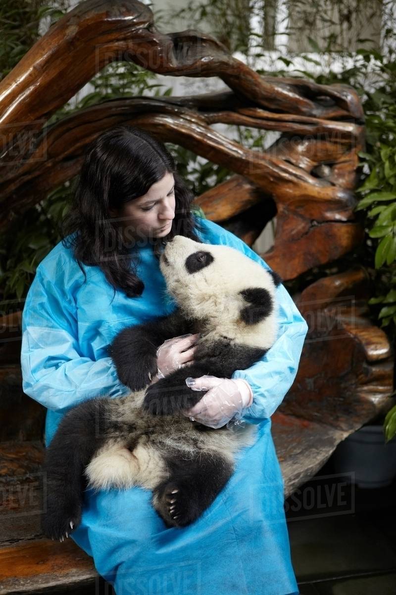 Woman holding 6 month old Giant Panda at Chengdu Panda Breeding ...
