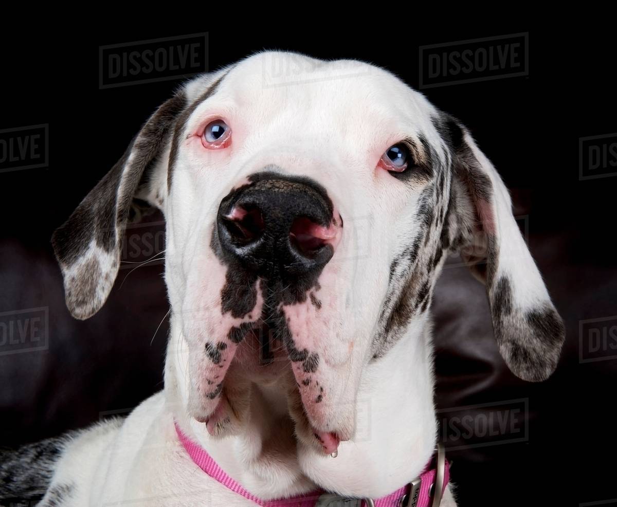 Close up studio portrait of great dane - Stock Photo - Dissolve
