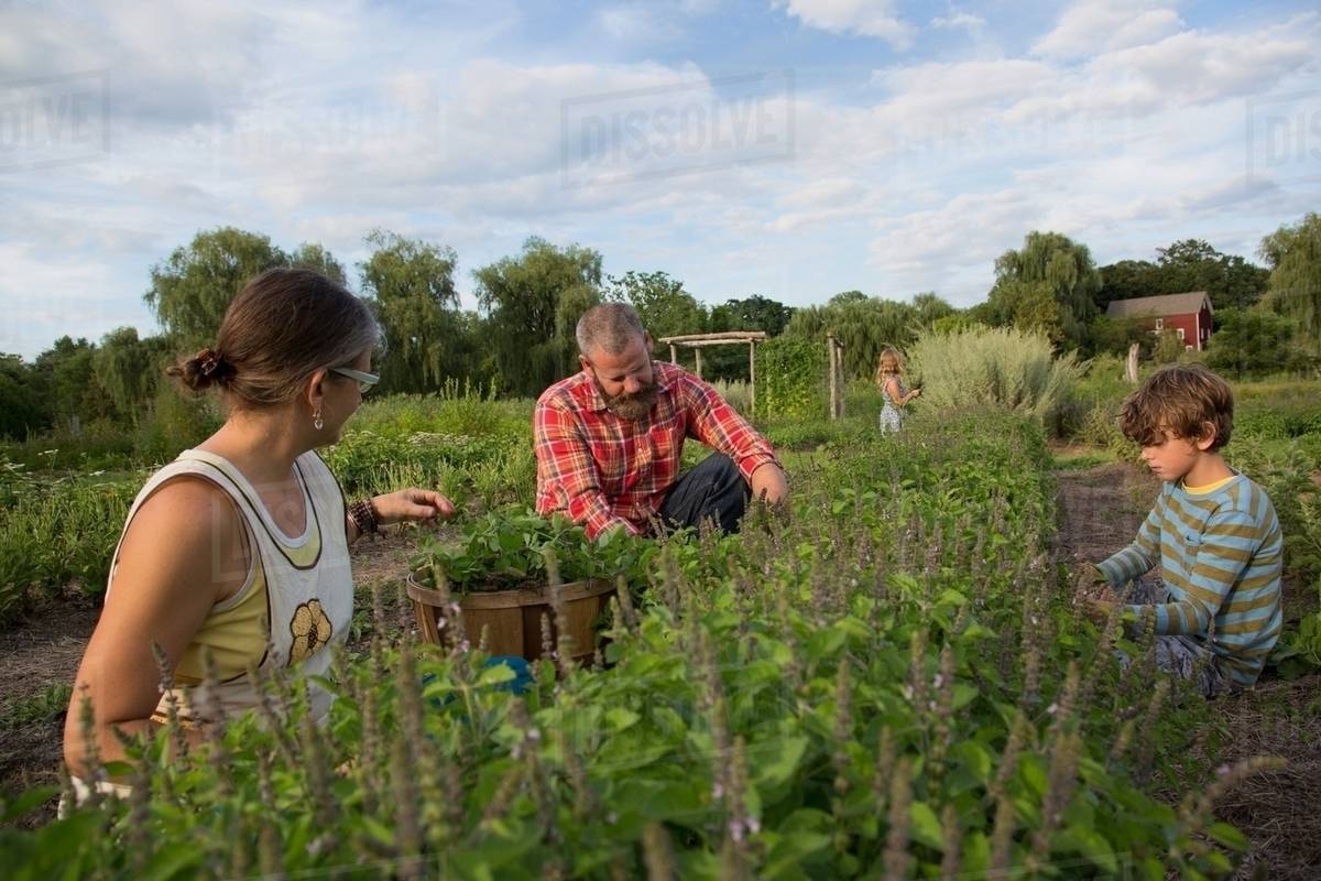 Family working together on herb farm - Stock Photo - Dissolve