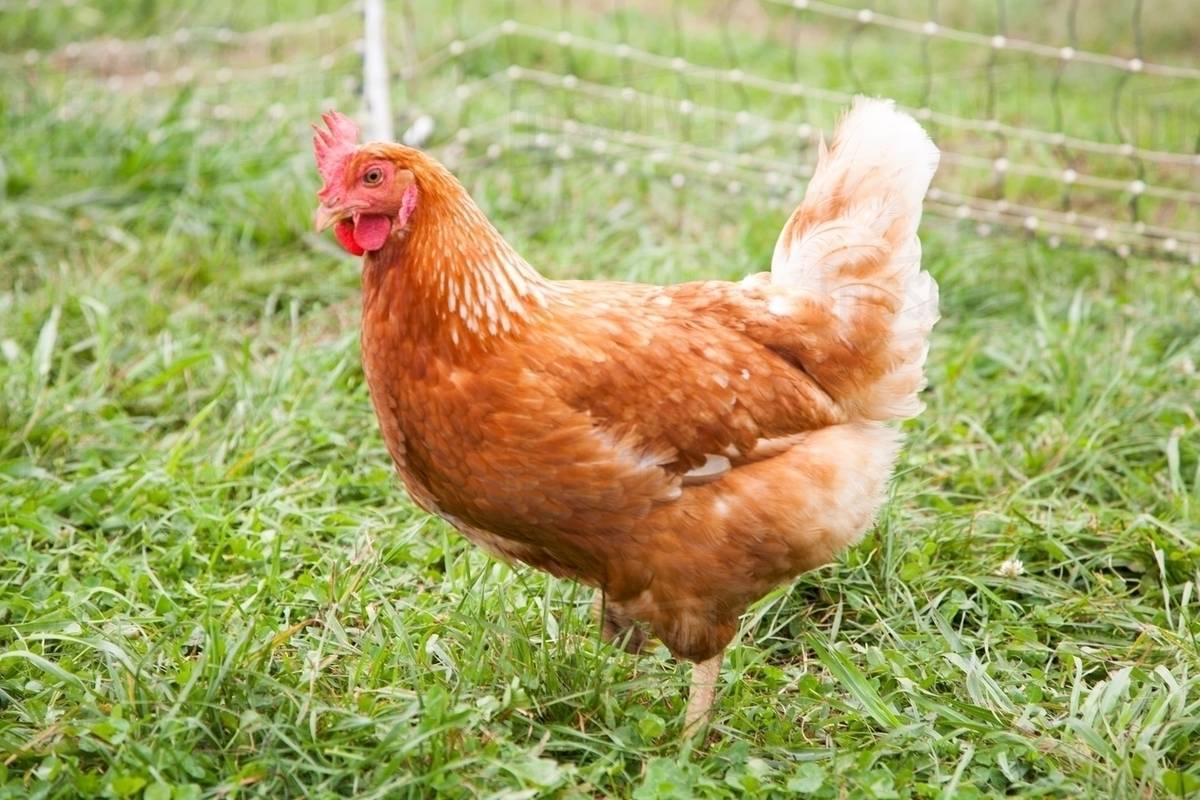 Hen on a farm - Stock Photo - Dissolve