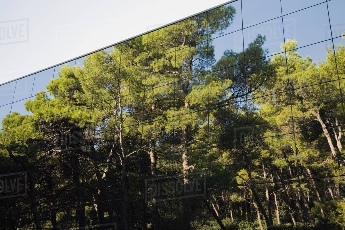Pine tree forest reflected in modern glass clad building - Stock Photo ...