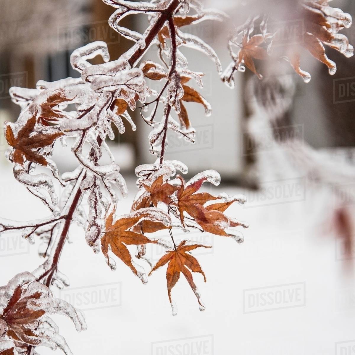 Frozen maple leaves after ice storm - Royalty-free Stock Photo | Dissolve