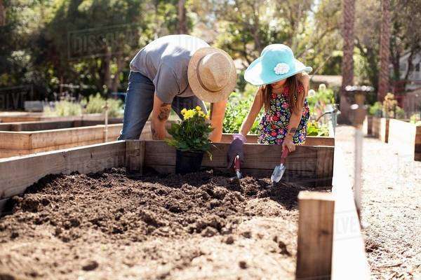 Mid adult man and daughter digging in community garden - Royalty-free ...