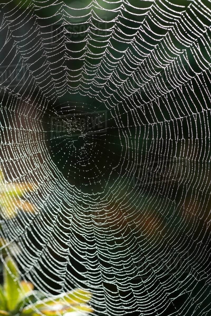 Close up of a spider web - Royalty-free Stock Photo | Dissolve