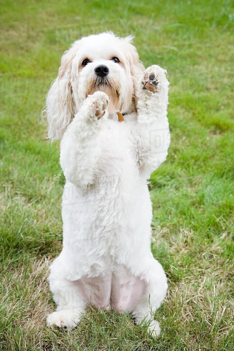 A dog begging - Royalty-free Stock Photo | Dissolve