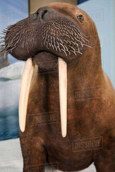 A stuffed walrus - Royalty-free Stock Photo | Dissolve